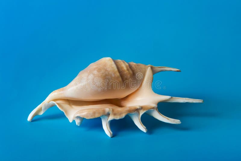 Sea Shell on a Blue Background Stock Image - Image of closeup, beach ...