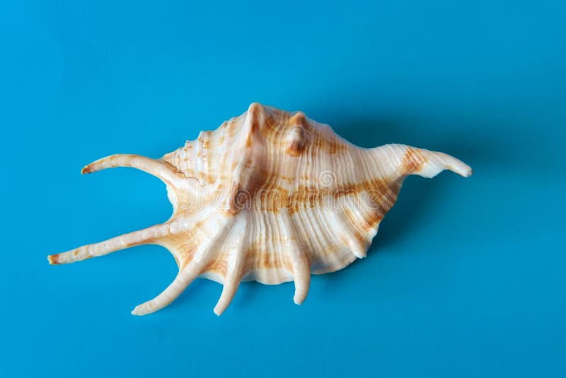 Sea Shell on a Blue Background Stock Photo - Image of empty, beautiful ...
