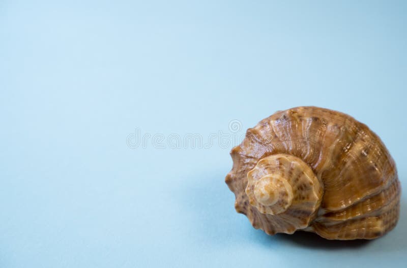 Sea Shell, on a Blue Background. Stock Photo - Image of nature, life ...
