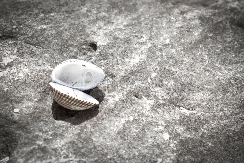 Sea Shell with Sea and Blue Sky on Background Stock Photo - Image of ...