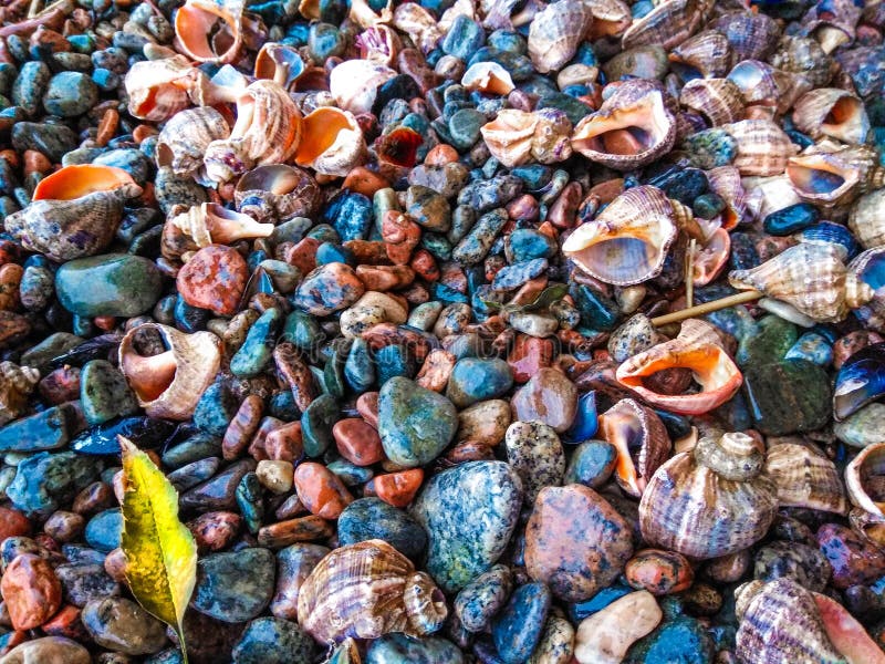 Bright colorful Sea shell stock photo. Image of aqua - 154419560