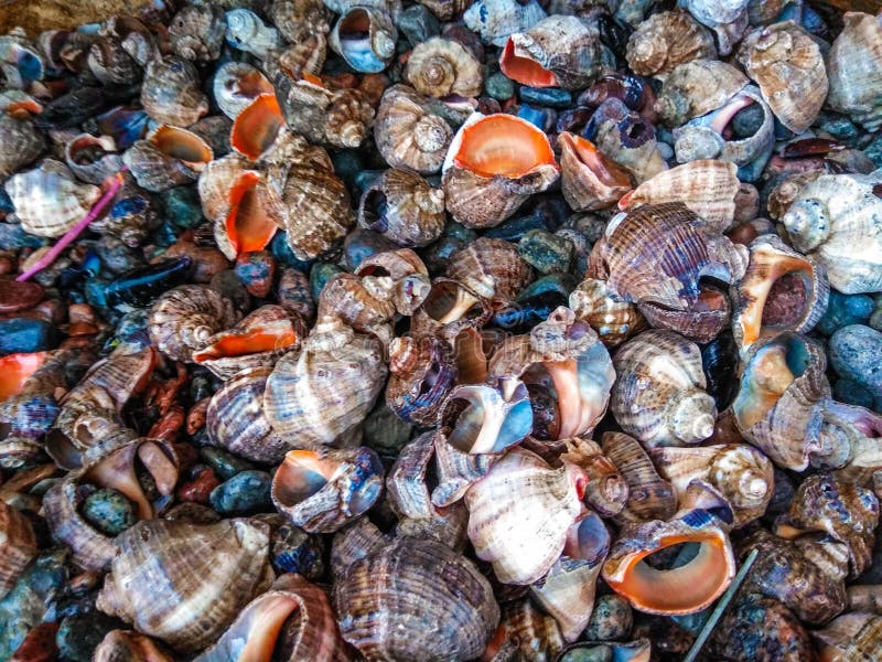 Bright colorful shells stock image. Image of beauty - 154419629