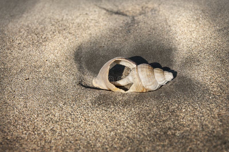 The sea shell stock image. Image of mollusk, beach, coastline - 128539053