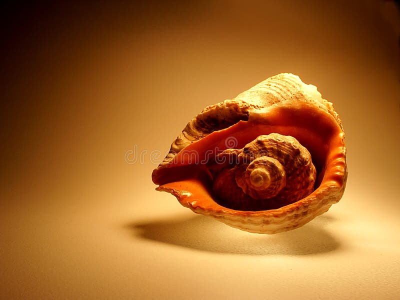 Sea Shell on Brown Background Stock Photo - Image of ocean, spiral: 29812