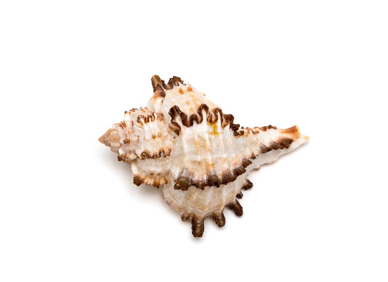 Sea Shell with Brown Spikes Stock Image - Image of shape, conch: 53246893