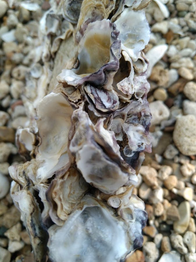 Sea shell carcasses stock image. Image of karang, stranded - 277926401