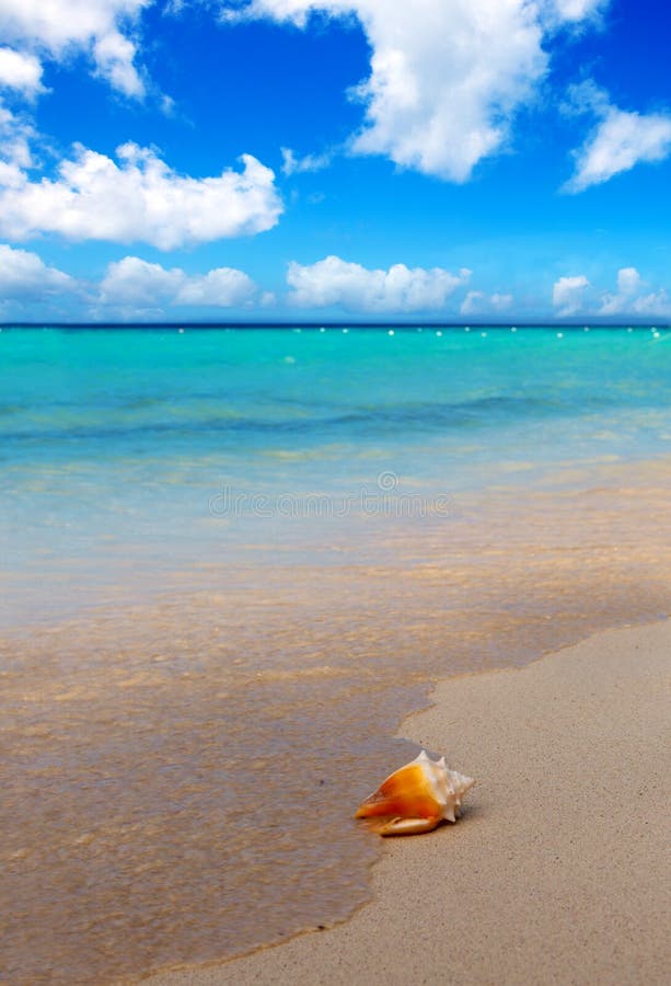Sea Shell on Caribbean Beach. Stock Photo - Image of clouds, sand: 77659254