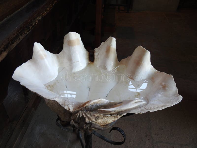 Sea shell in Chile stock image. Image of animal, holywater - 104349517