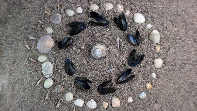 Sea shell stock image. Image of vacation, shell, sand - 36144791