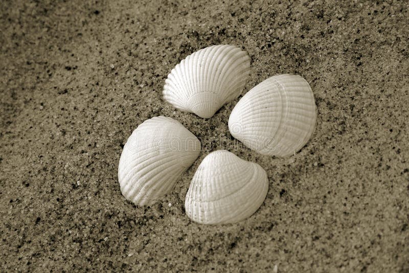 Sea shell clams stock photo. Image of resort, cockles - 2094862