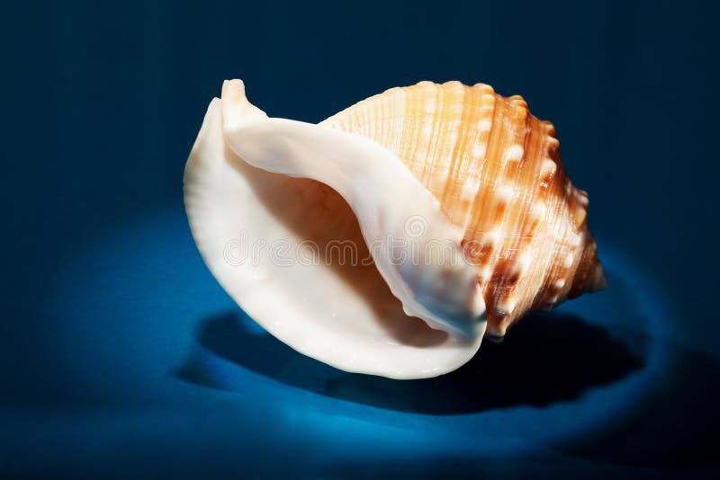 Spiral sea shell stock photo. Image of empty, conch, shape - 23352608