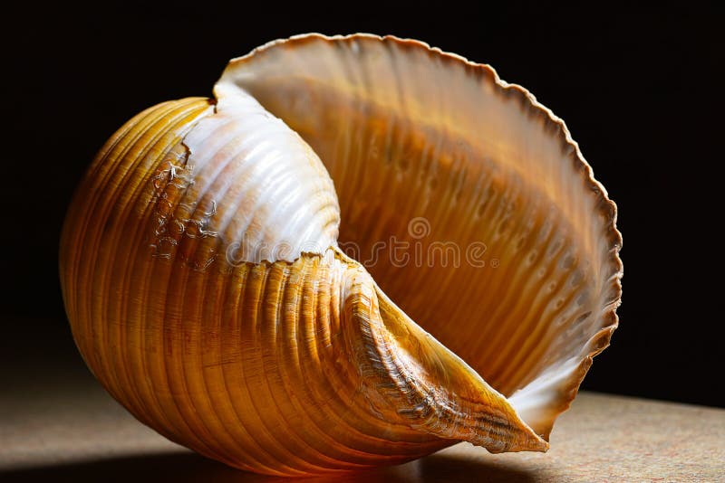 Sea shell close up stock image. Image of crayon, animal - 115455743