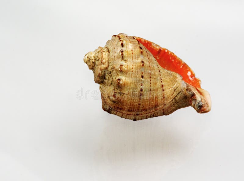 Sea shell close-up stock image. Image of macro, chambers - 11670445