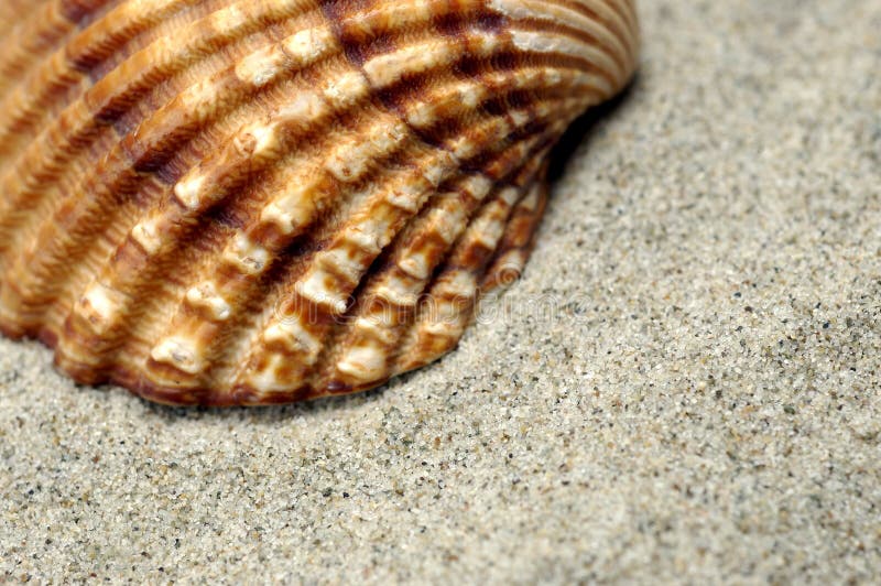 Sea Shell close-up stock image. Image of sand, frame, exoticism - 2443675