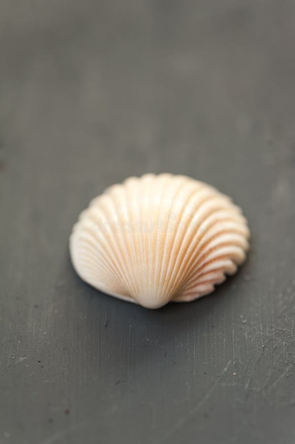 Sea shell stock photo. Image of seafood, single, shellfish - 61976704