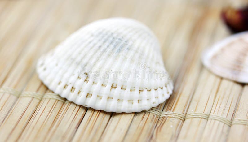 Sea Shell Close-up stock photo. Image of detail, ocean - 100835500