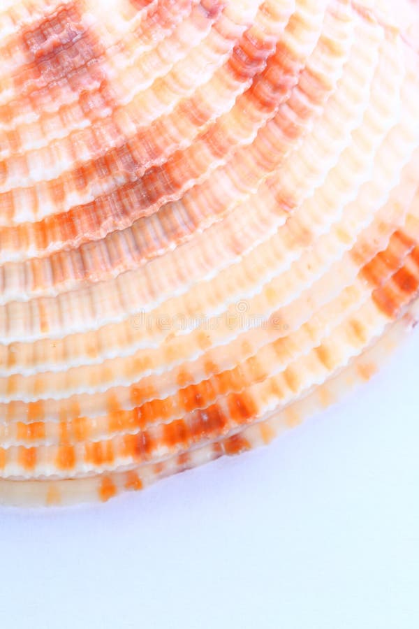 Sea shell stock image. Image of coast, scallop, flat - 58942175