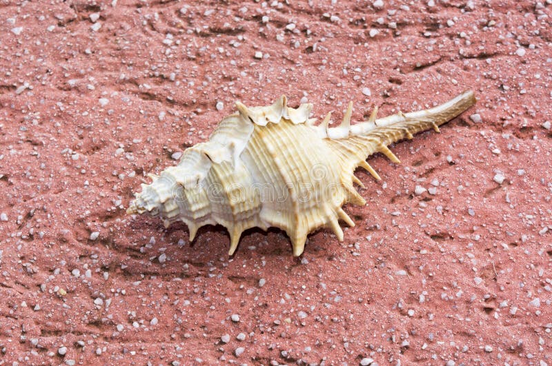 Sea shell close up stock image. Image of spiral, organism - 154820321