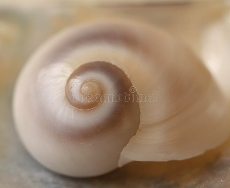 Sea Shell Closeup stock photo. Image of snail, animal - 13522168