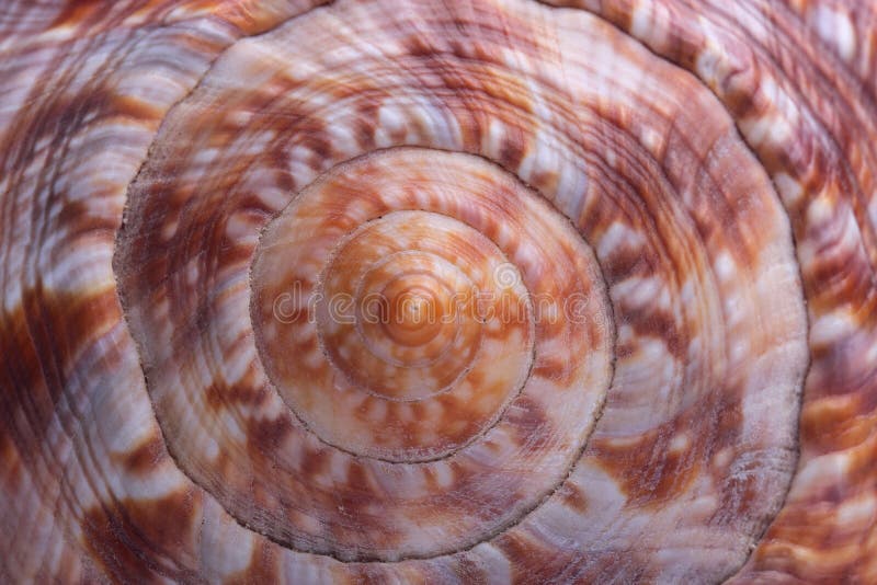 Sea shell. Closeup stock image. Image of decoration, closeup - 80138667