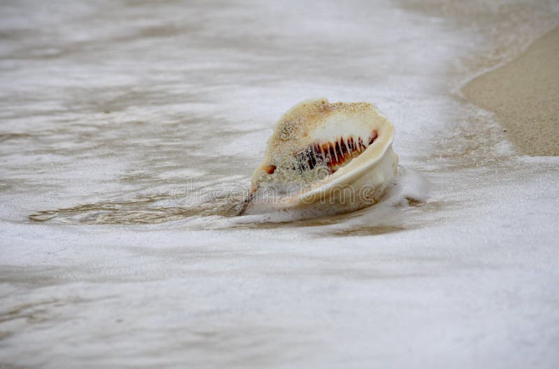 Sea shell stock photo. Image of travel, ocean, mexico - 46629052