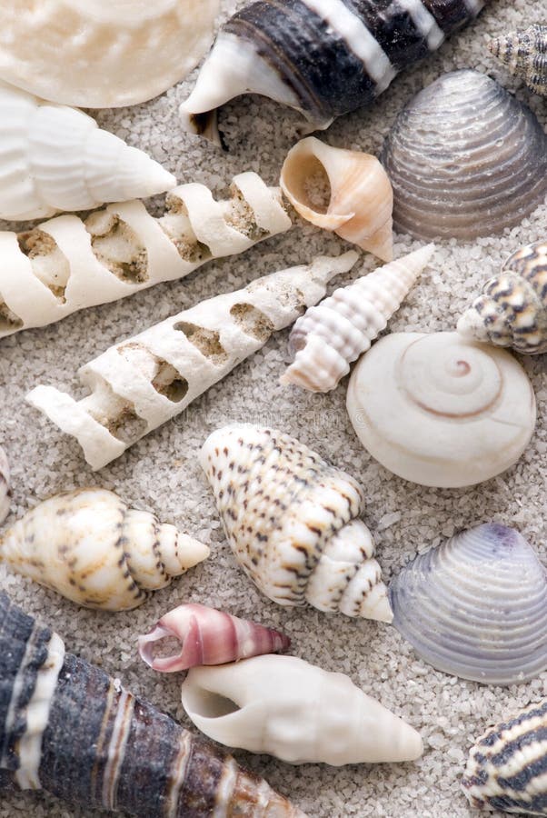 Shell Collection, isolated stock image. Image of shell - 3359727