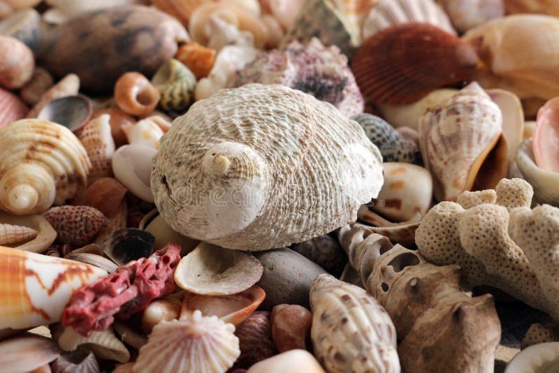 Sea Shell Collection stock photo. Image of coral, marine - 112030344