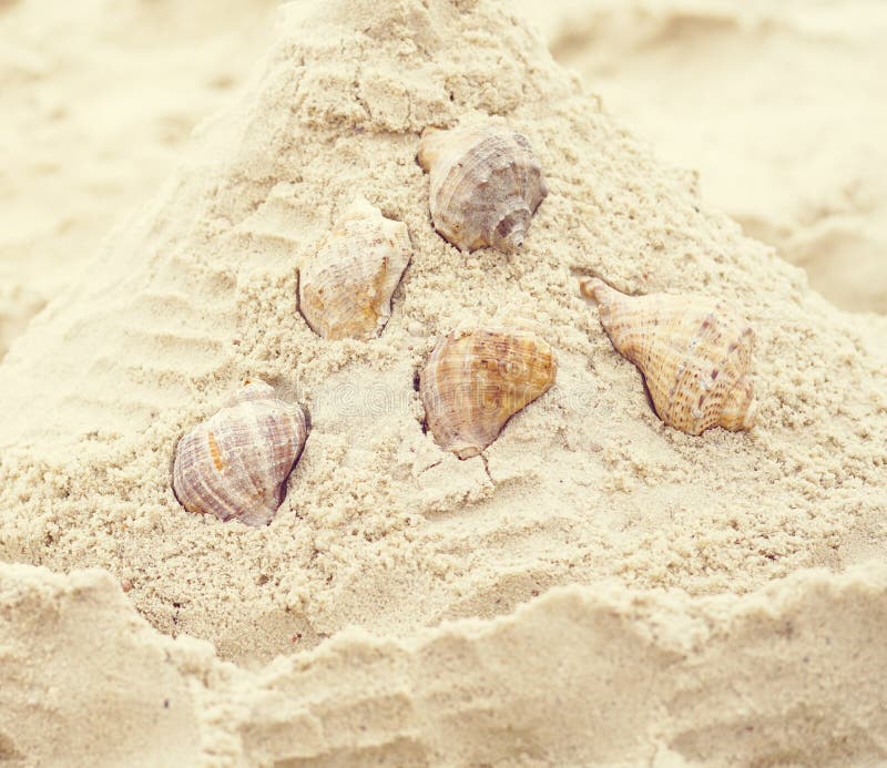 Sea Shell Collection on the Beach Sand. Stock Photo - Image of tropical ...