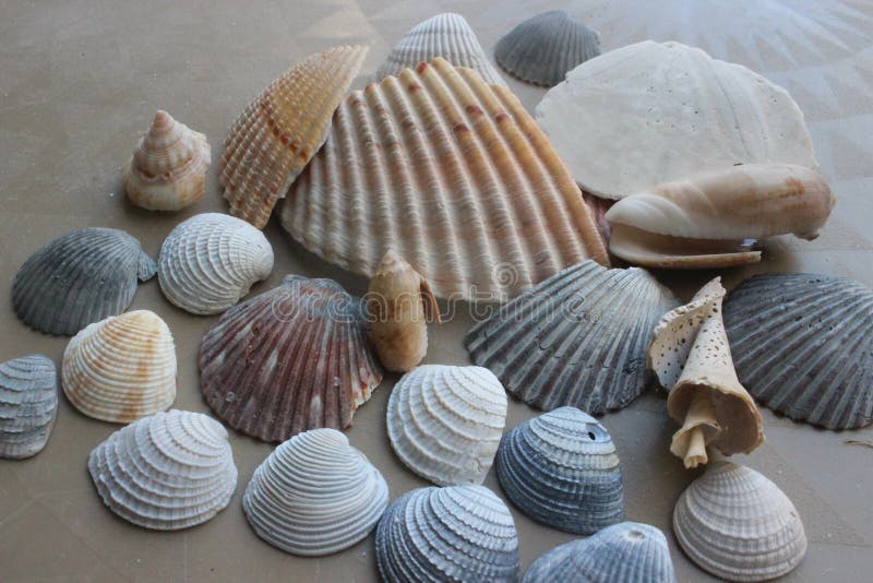 Sea shell collection stock photo. Image of beach, alabama - 56828184
