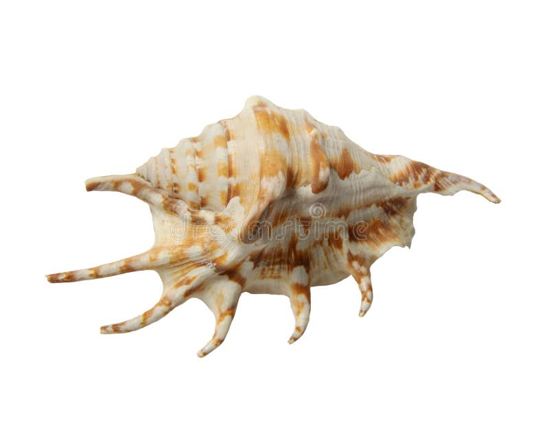 Sea shell conch stock image. Image of beauty, tropical - 19718417