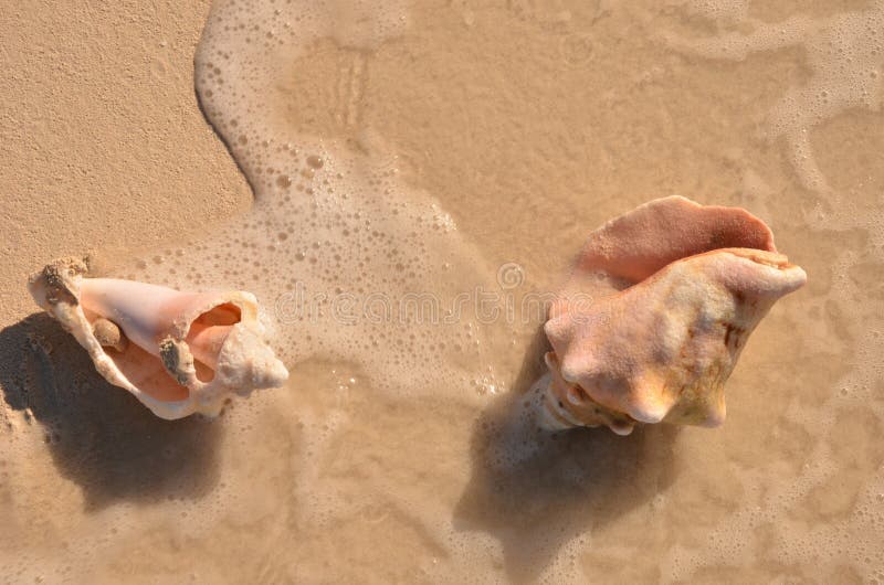 Bahamas sea shells stock photo. Image of line, private - 808592