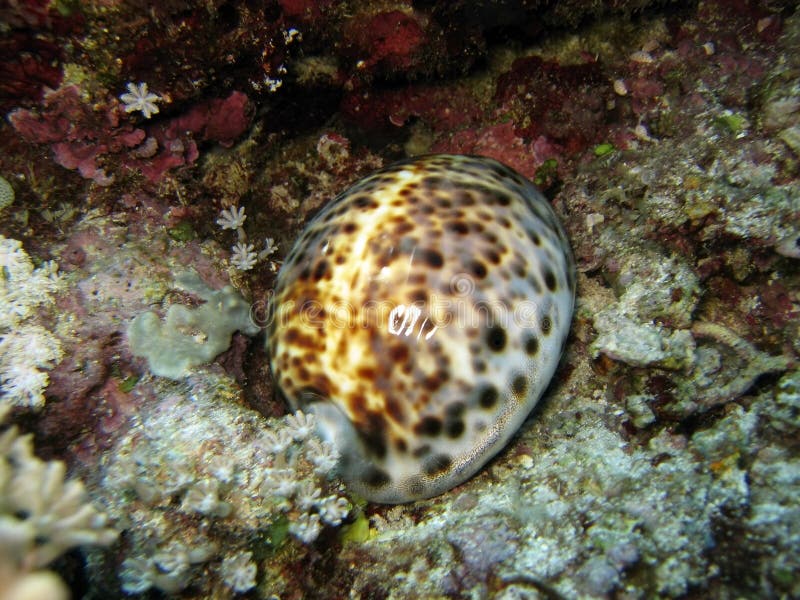 Sea shell on coral stock image. Image of single, coral - 214863