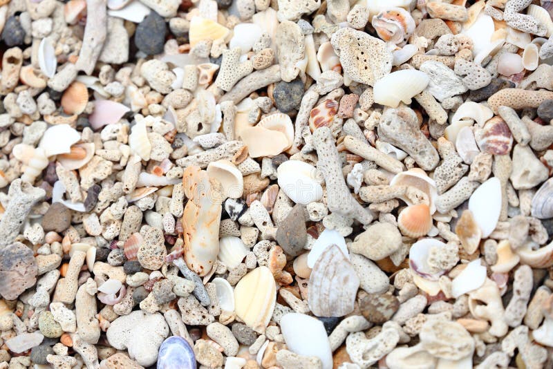 Sea Shell stock photo. Image of single, beach, shape - 61410528