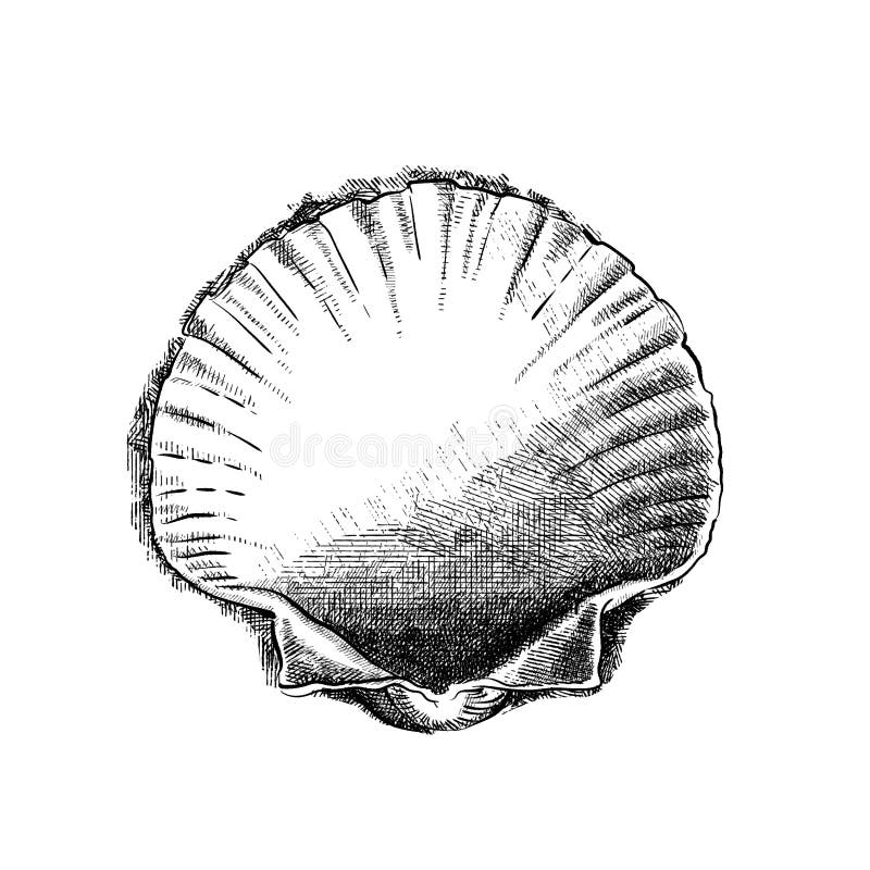Sea Shell Cross Hatching Illustration Stock Illustration - Illustration ...