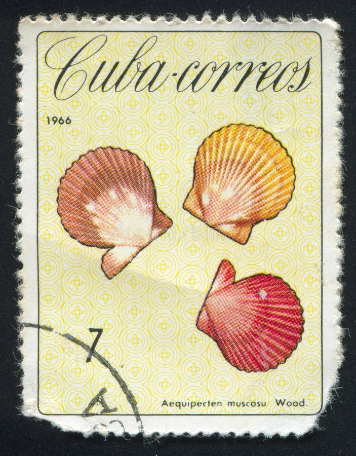 Sea shell editorial photo. Image of philately, aged - 301247826