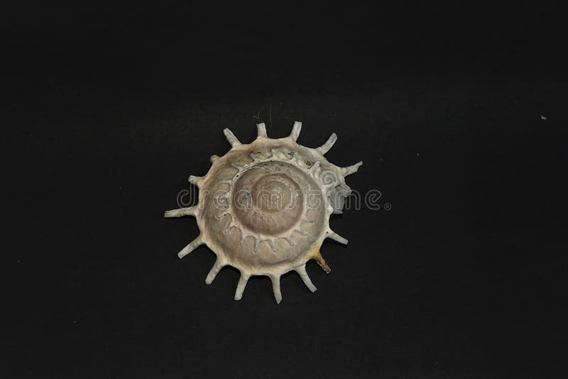 Sea Shell on Dark Background . Stock Image - Image of invertebrate ...