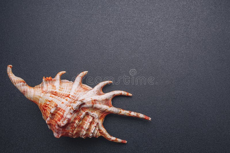 Sea Shell on a Dark Background, Flat Lay Stock Image - Image of ...