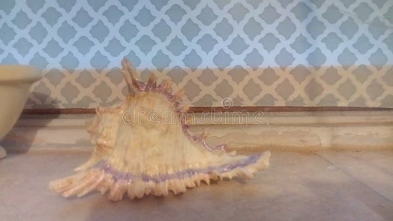 Sea Shell Dark Conch Seashell Stock Image - Image of conch, dark: 161731633