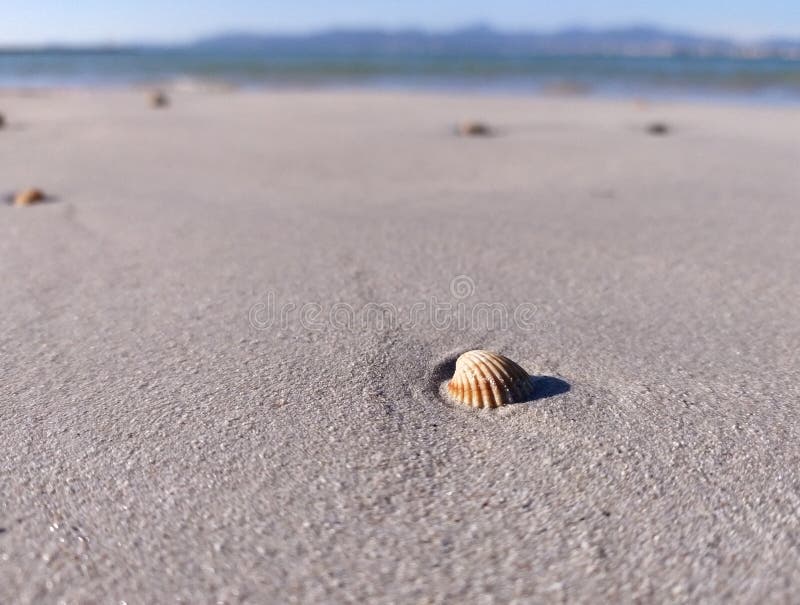Sea Shell Relax Shels Wave Nature Stock Image - Image of wave, shell ...