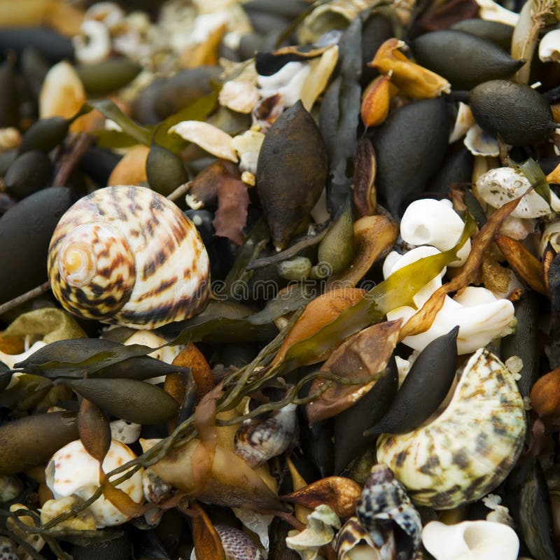 Details of Kelp - Seaweed - on the Sand Stock Image - Image of sand ...