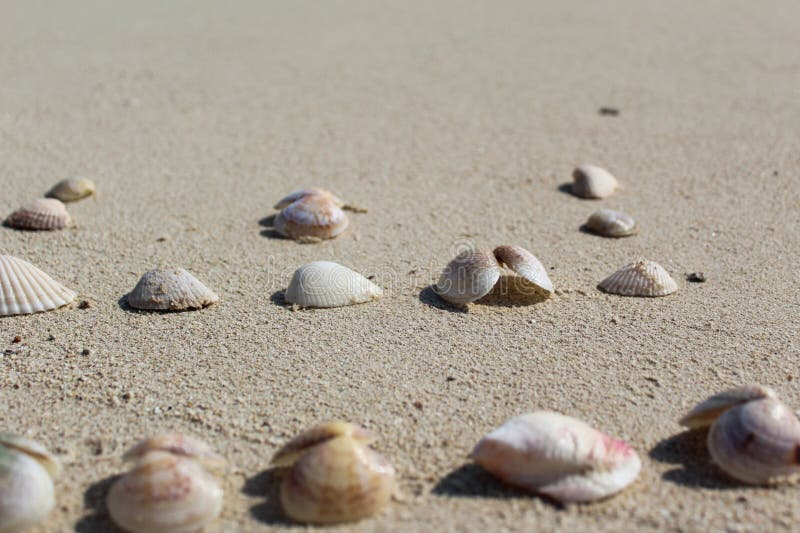 The Sea Shell in Direct Sun Light Stock Photo - Image of shore, soil ...