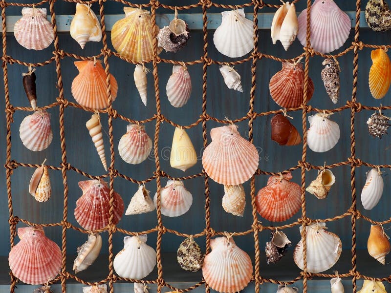 Sea Shell Display with Net stock photo. Image of ocean - 107094108
