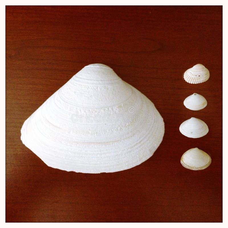 Sea shell family stock photo. Image of seashell, collecting - 54359022