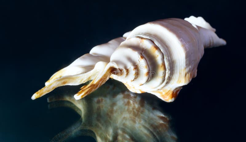 Sea Shell of Fancy Shape on Dark Background Stock Image - Image of ...
