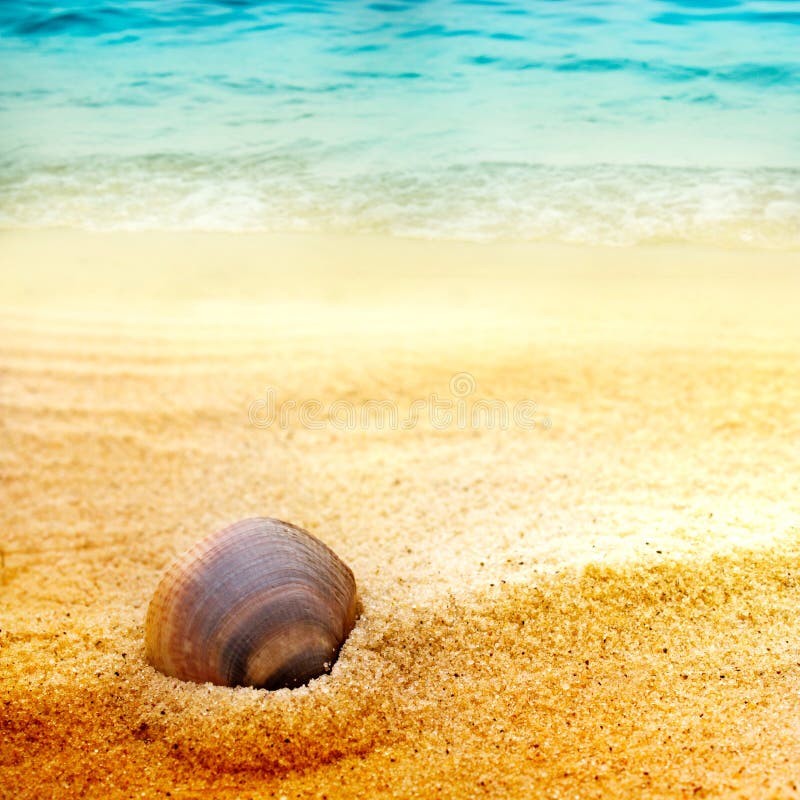 Beautiful Tropical Beach with Seashells Stock Image - Image of mollusc ...
