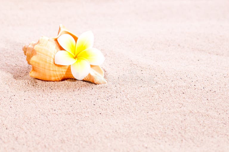Sea Shell and Flower on Beach Sand Stock Photo - Image of flower ...