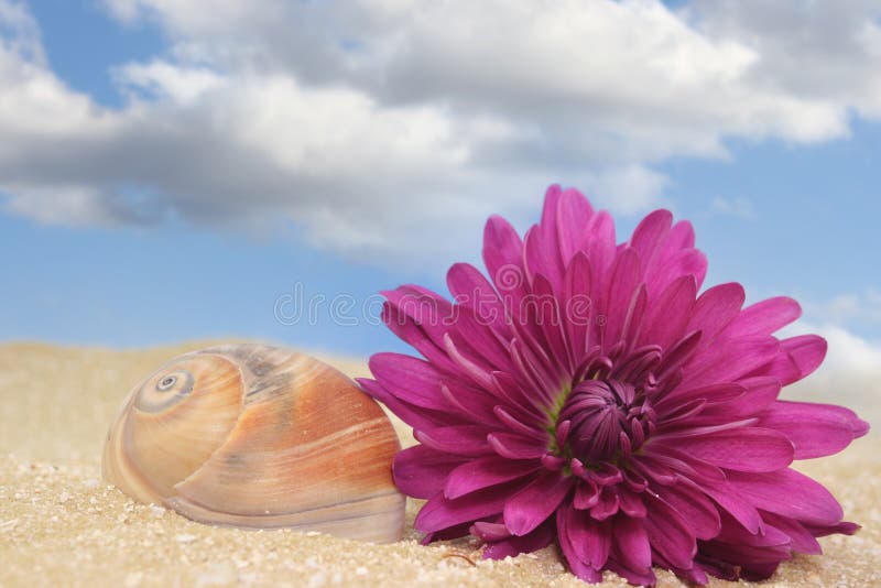 Sea Shell and Flower on Sand with Blue Sky Stock Image - Image of ...