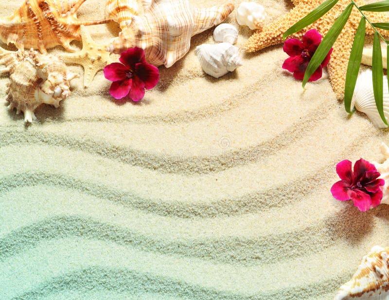 Sea Shell and Flowers on Sand, Summer Concept Stock Image - Image of ...
