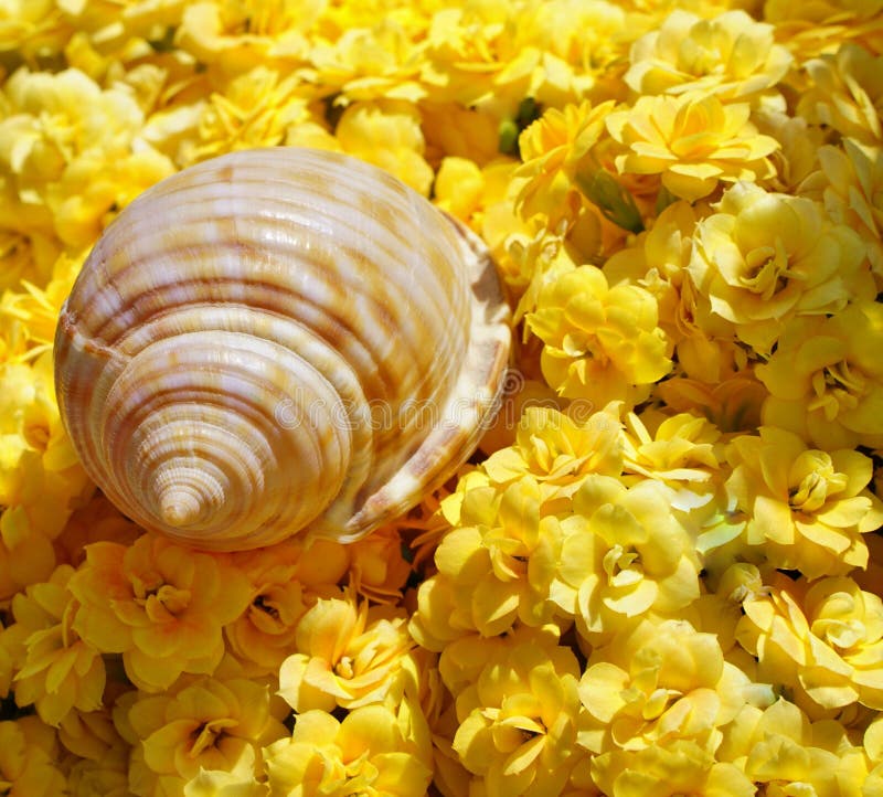 Sea-shell on Flowers stock photo. Image of nnshell, spiral - 54624508