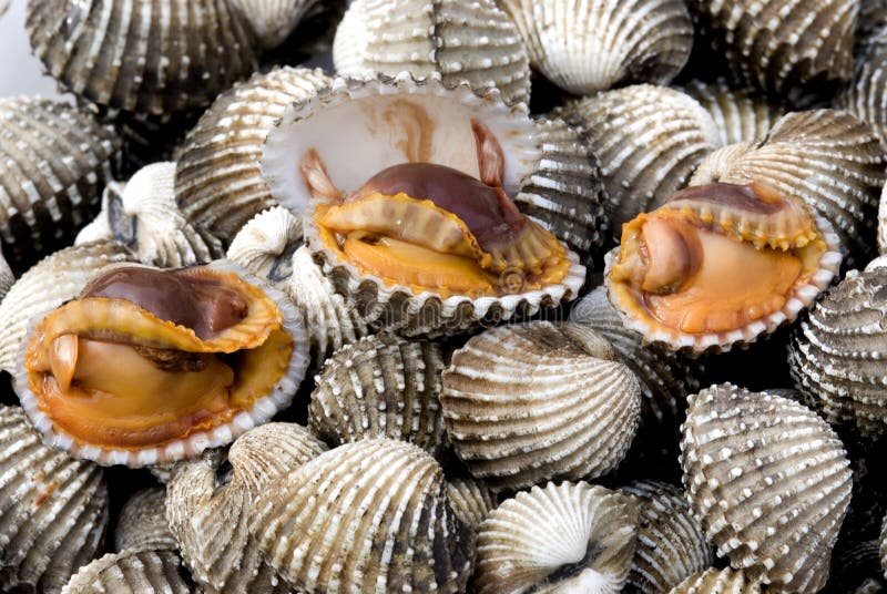 Sea shell for food 1. stock image. Image of object, inverterae - 19017651